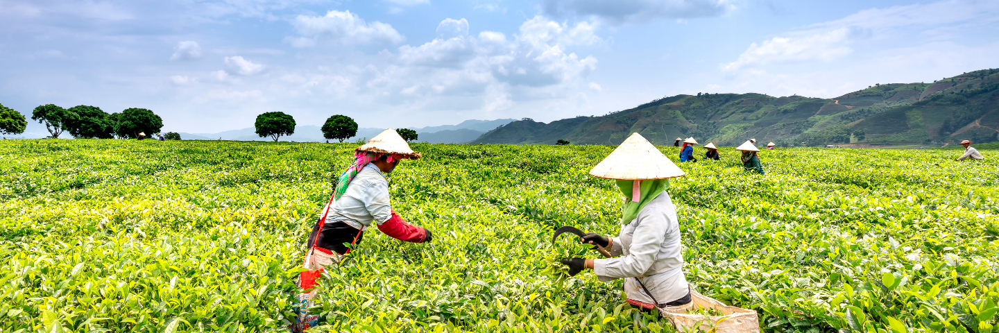 Ambersof - #FutureOfIndonesia How Start-up Agritech Reinventing ...